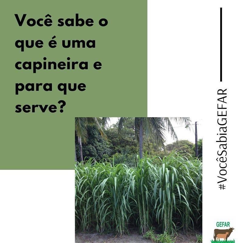 Você sabe o que é uma capineira e para que serve? 🌾 – Grupo de Estudos ...